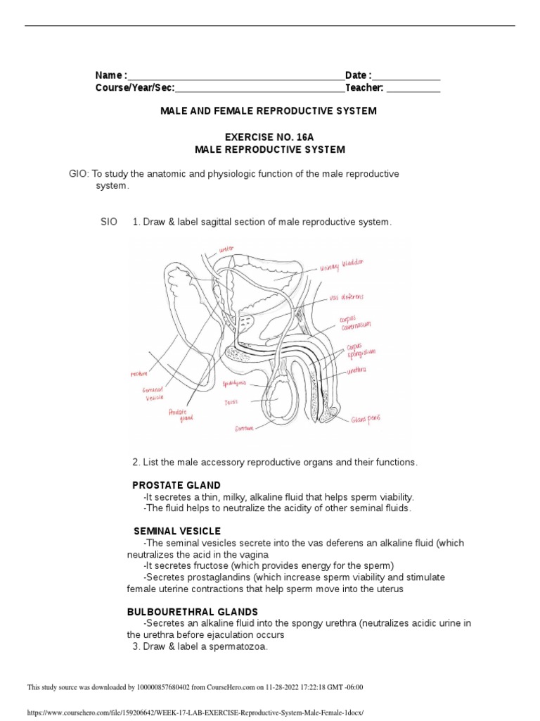 WEEK 17 LAB EXERCISE Reproductive System Male Female 1 | PDF ...