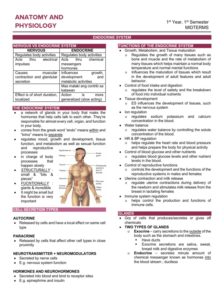 AP13 Endocrine | PDF | Adrenal Gland | Hormone
