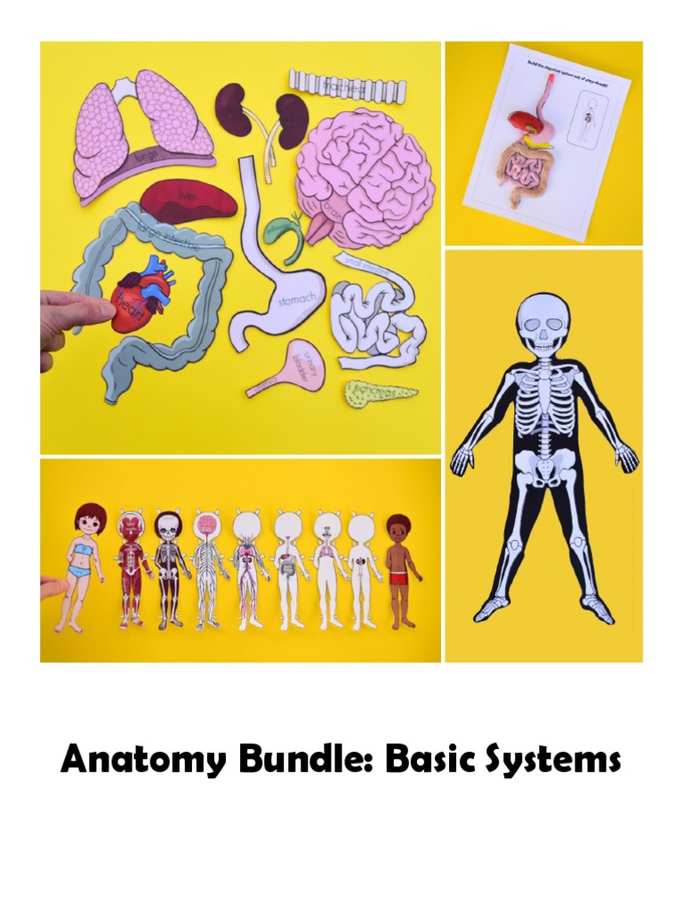 Anatomy Exploration for Kids | PDF | Human Body | Human Digestive System