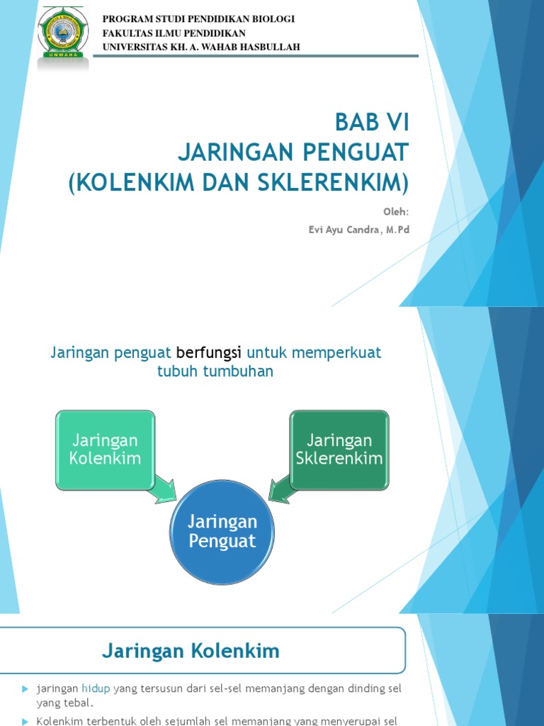 41 6 Jaringan Kolenkim Dan Sklerenkim1 | PDF | Kesehatan Holistik