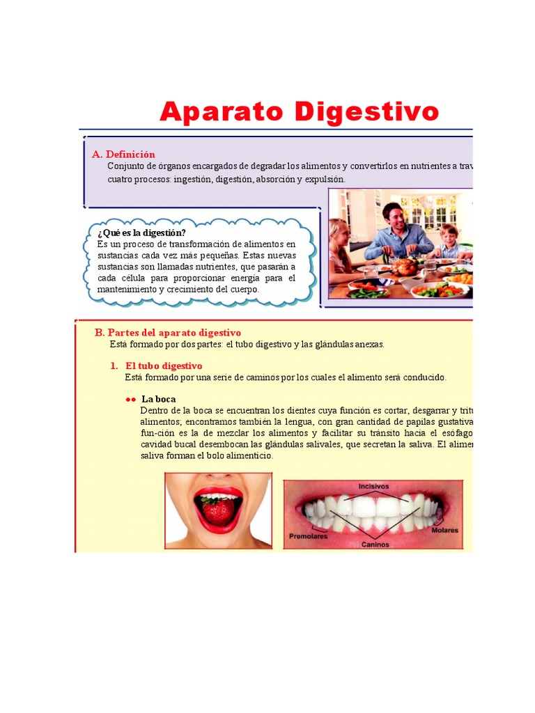 Ficha de Trabajo Sistema Digestivo | Descargar gratis PDF | Digestión ...
