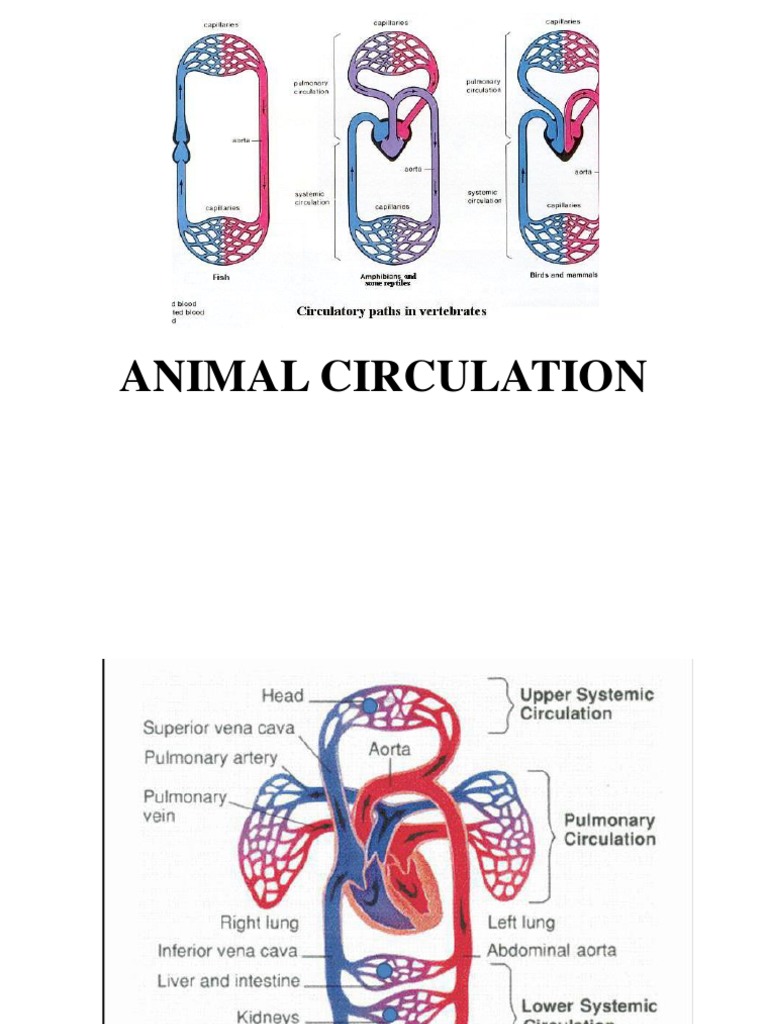 Lesson4 Animal Circulation | PDF | Diastole | Atrium (Heart)