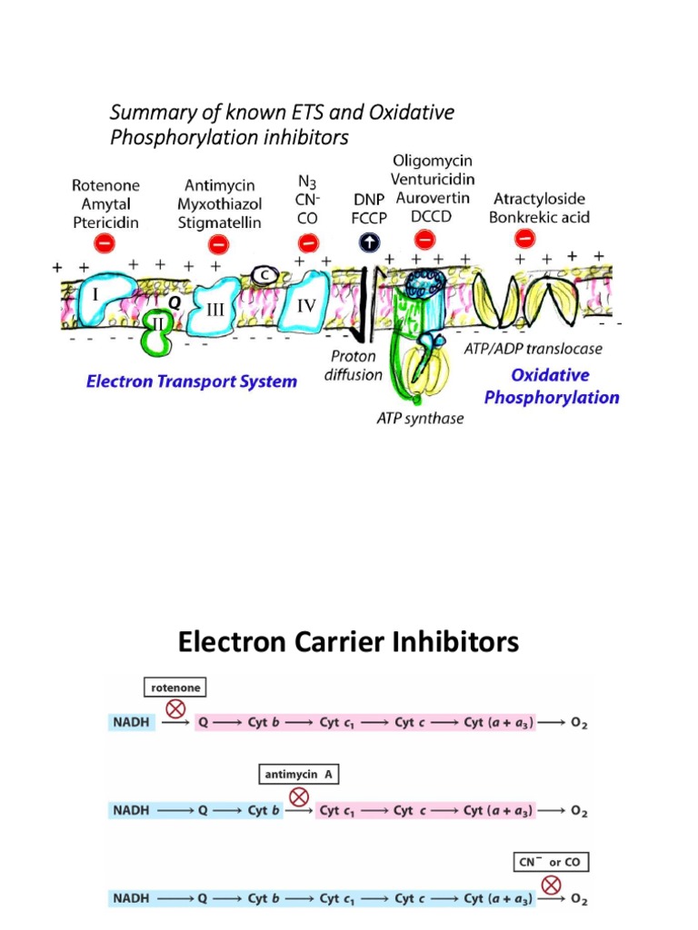 Inhibitors of ETC and oxidative phosphorylation and Uncouplers | PDF | Adenosine Triphosphate ...