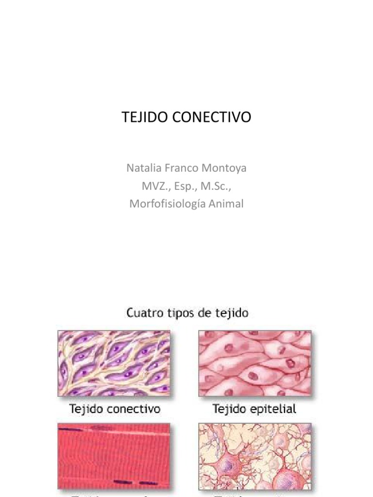 Clase 3 Tejido Conectivo | PDF | Cartílago | Tejido conectivo