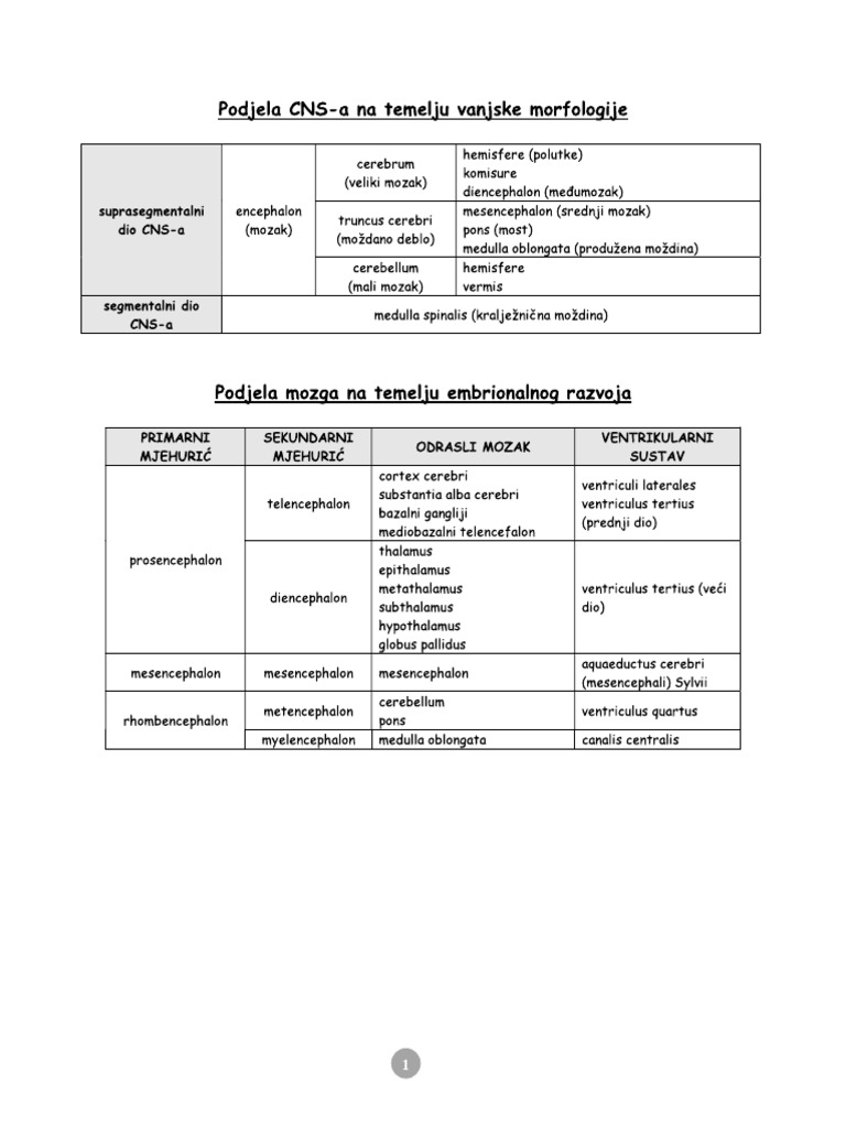 A2V4 Moždano Deblo Handout Banovac | PDF