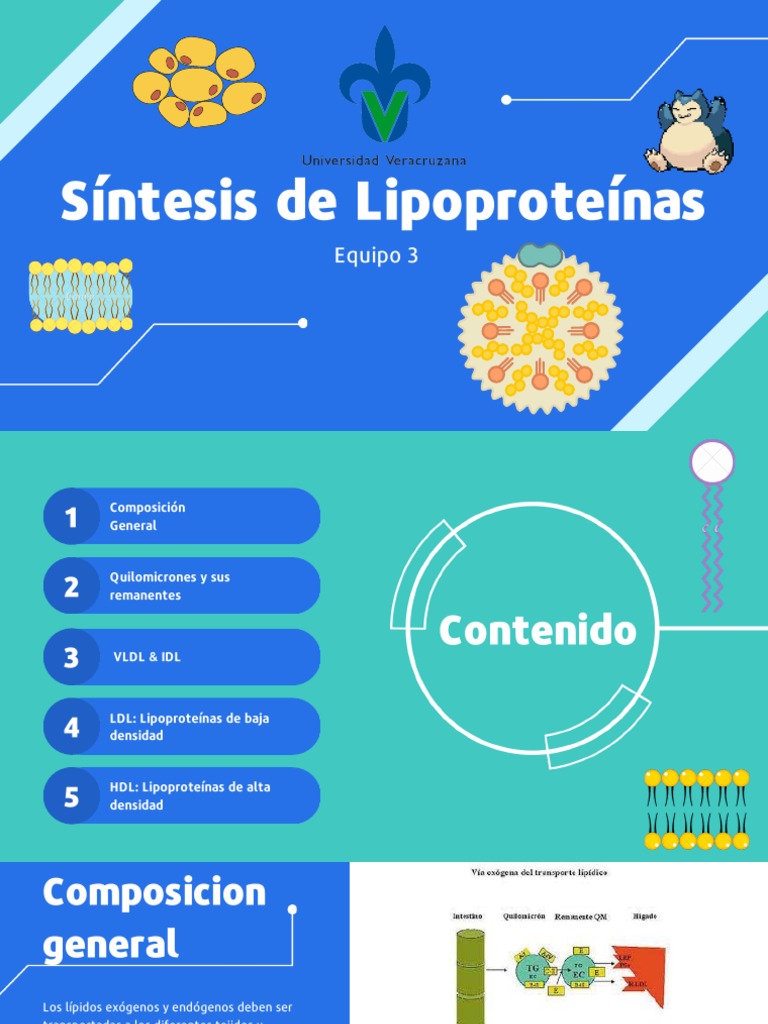 Síntesis de Lipoproteínas | PDF | Lipoproteína | Lípido Síntesis de Lipoproteínas | PDF | Lipoproteína | Lípido