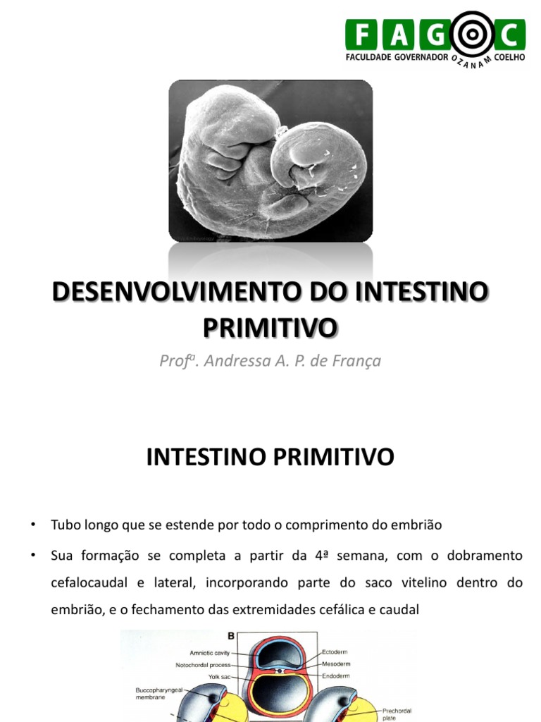 Aula - Desenv. Do Intestino Primitivo | PDF | Fígado | Trato ...