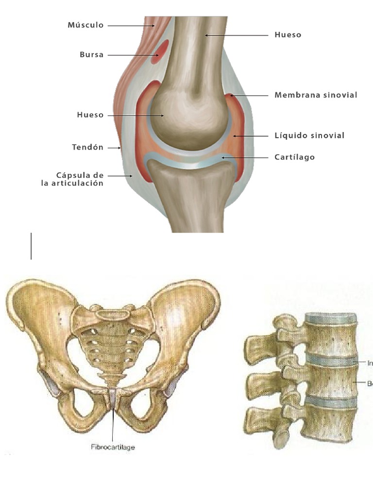 Articulaciones | PDF