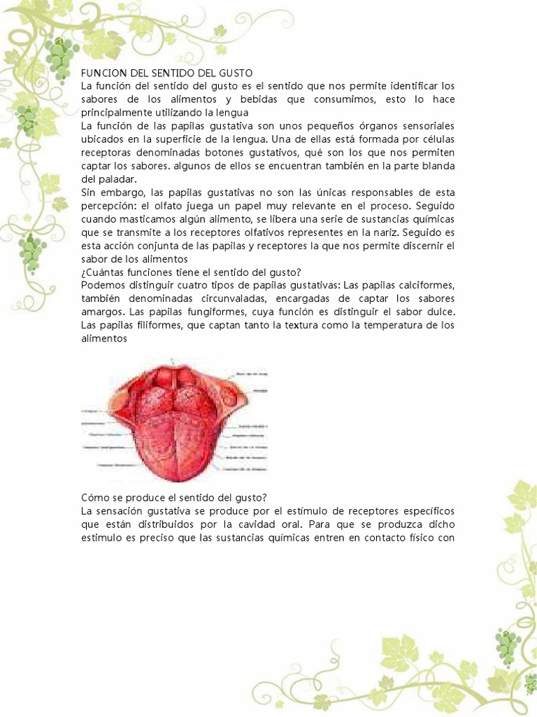 sentido del gusto | PDF