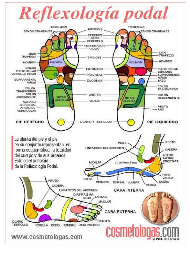 Reflexologia Podal | PDF