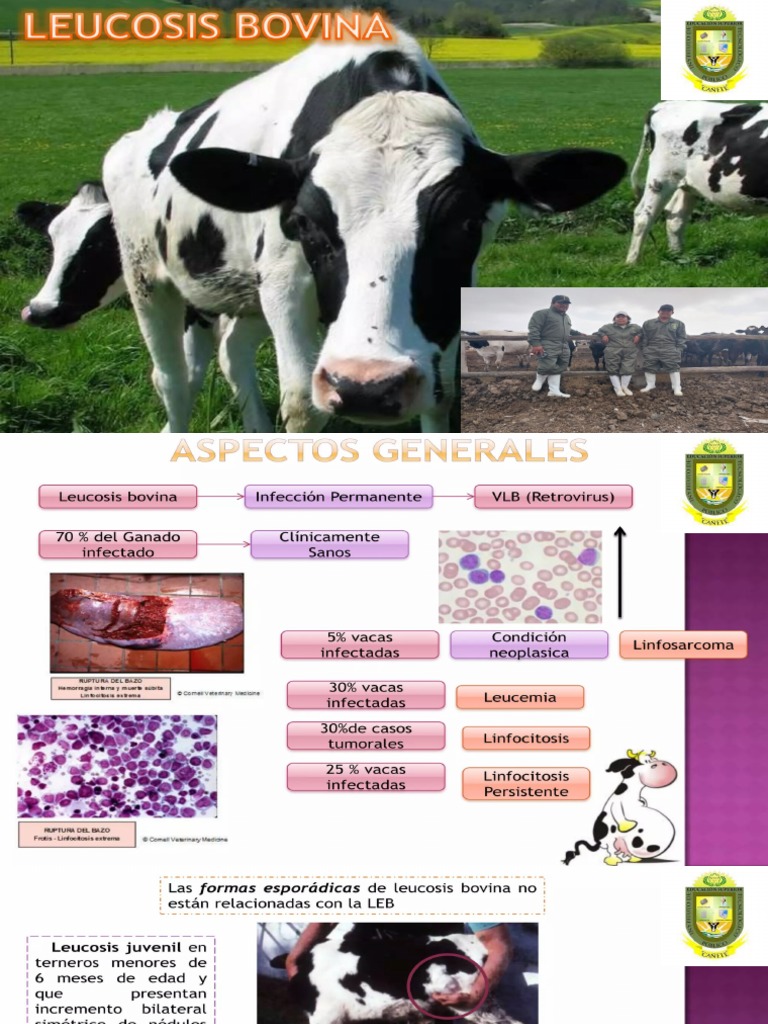 leucosis bovina exponer | PDF