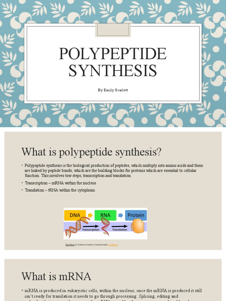 Polypeptide Synthesis | PDF | Messenger Rna | Translation (Biology)