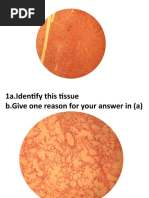 Epithelial Tissues Mnemonics | PDF | Epithelium | Organ (Anatomy)