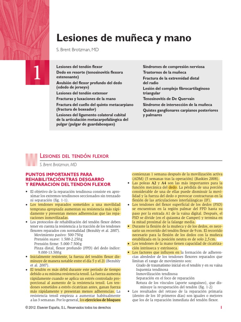 Rehabilitación de Tendón Flexor | PDF | Mano | Medicina CLINICA