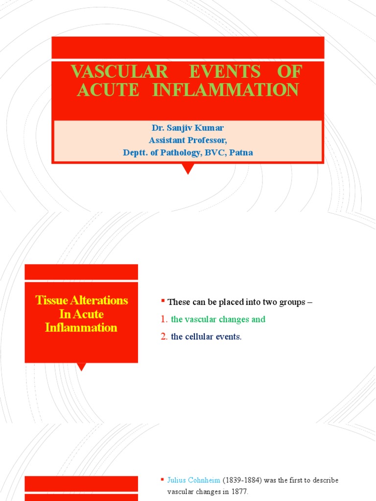 Vascular Events in Acute Inflammation | PDF | Blood Vessel | Endothelium