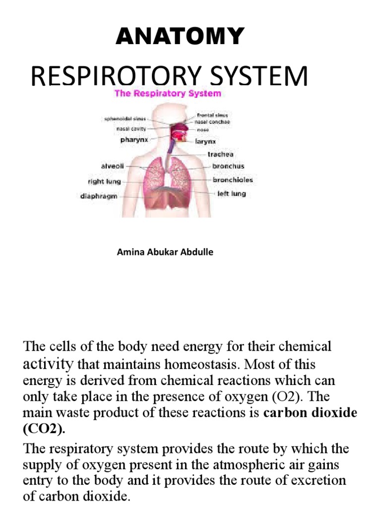 Respiratory System Anatomy | PDF | Respiratory Tract | Lung