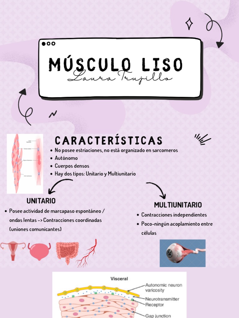 Músculo Liso | PDF | Músculo | Contracción muscular