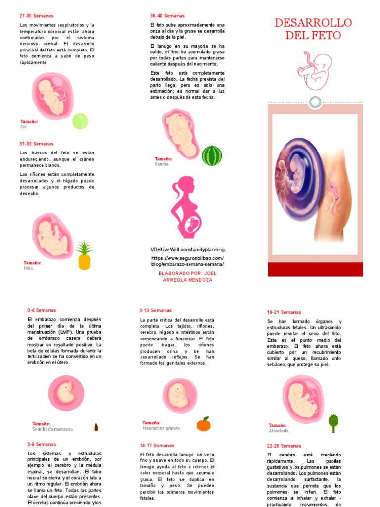 Triptico Desarrollo Del Feto | PDF | Feto | El embarazo