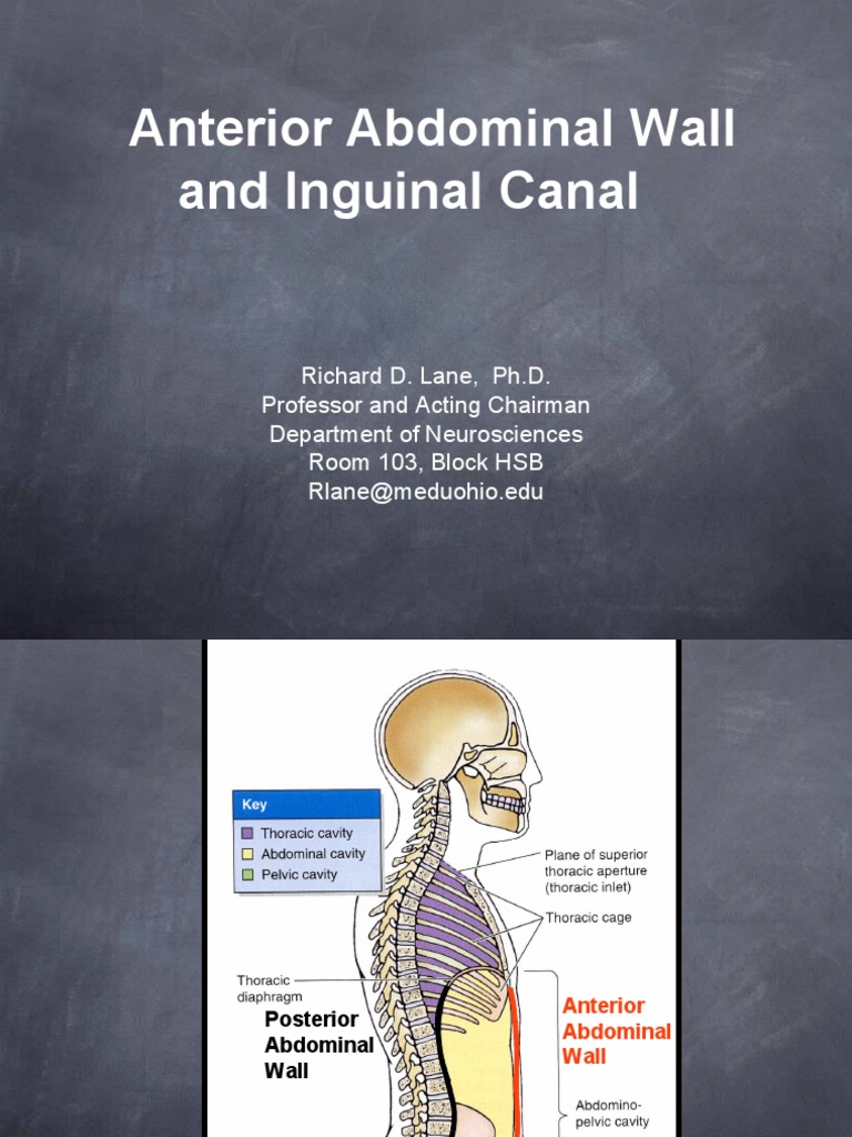 Anterior Abdominal Wall & Inguinal Canal | PDF | Abdomen | Human Anatomy