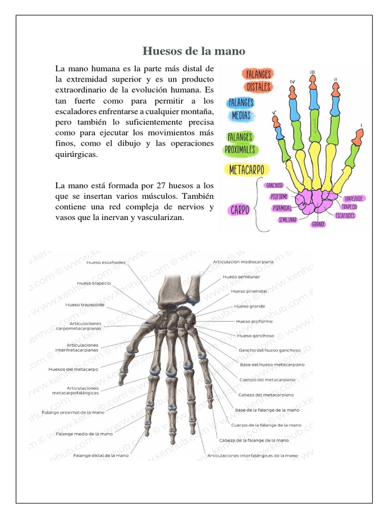 Huesos de La Mano | PDF | Mano | Anatomía humana