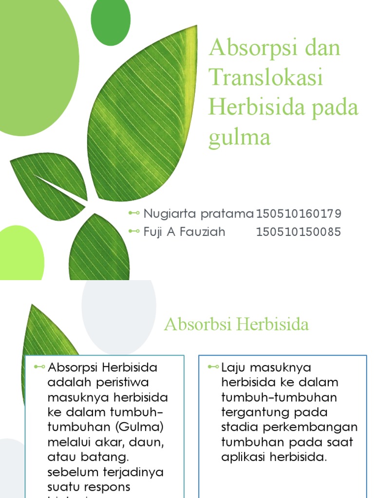 FINAL Absorpsi Dan Translokasi Herbisida Pada Gulma1 | PDF | Griya ...