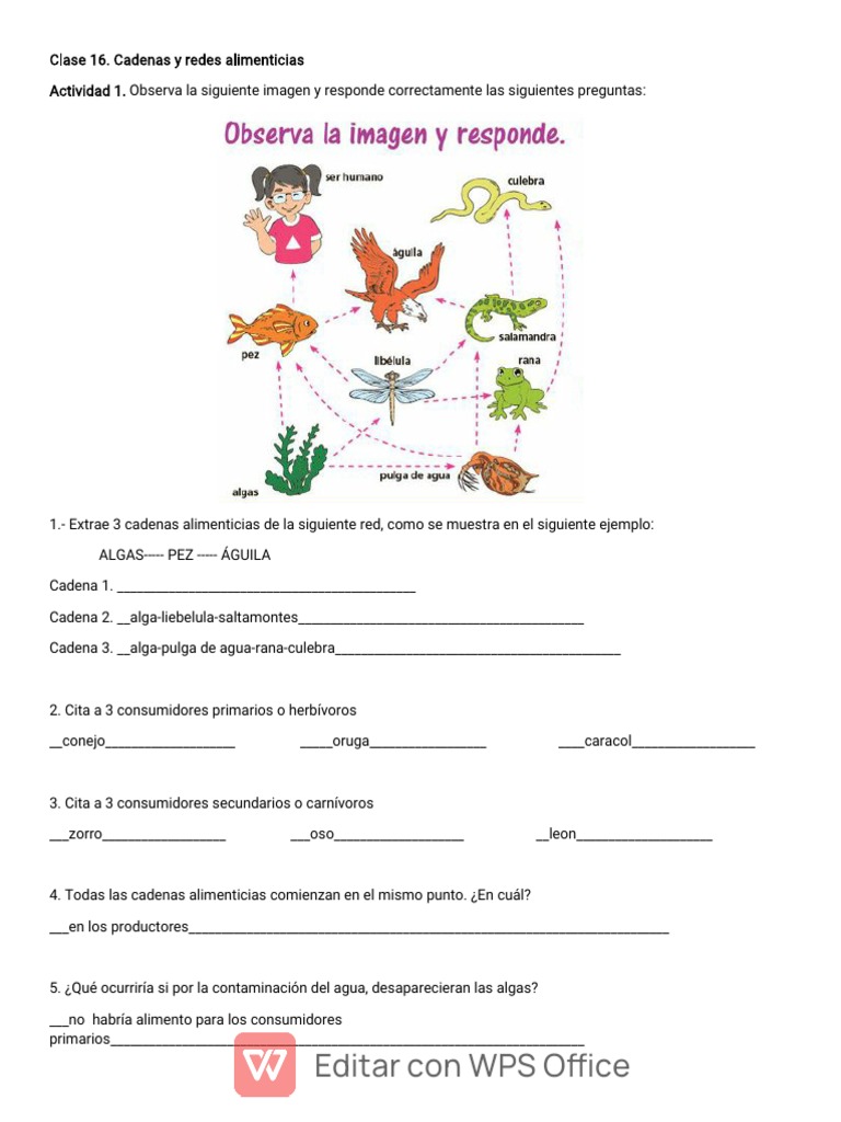 Clase 16. CADENAS Y REDES ALIMENTICIAS | PDF | Red alimentaria | Organismos