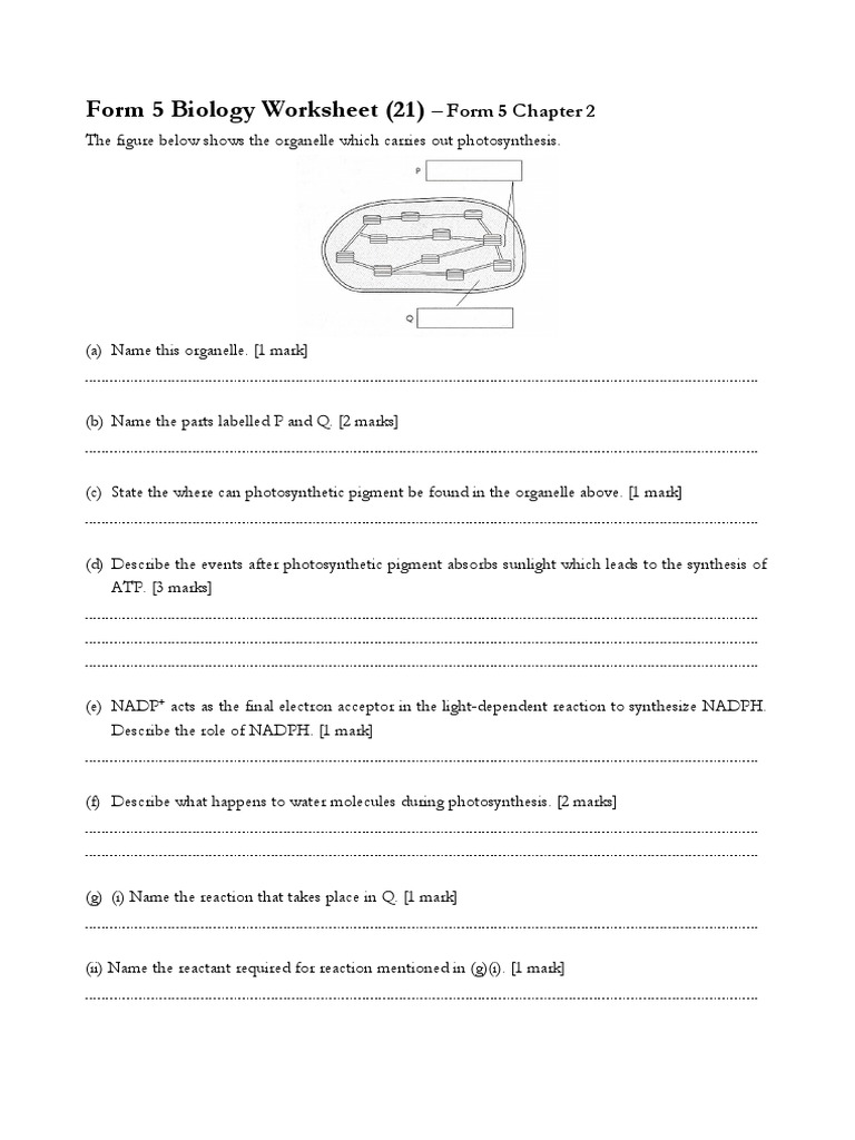 Form 5 Biology Worksheets | PDF | Photosynthesis | Respiratory System