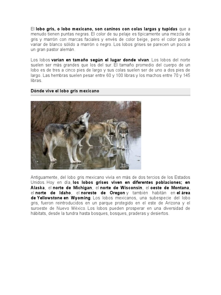 Características del lobo gris mexicano | PDF | Mamíferos