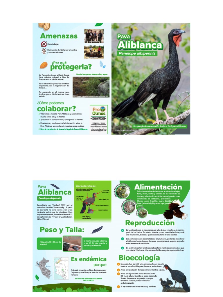 Diptico Escolares | PDF | Aves | Ornitología