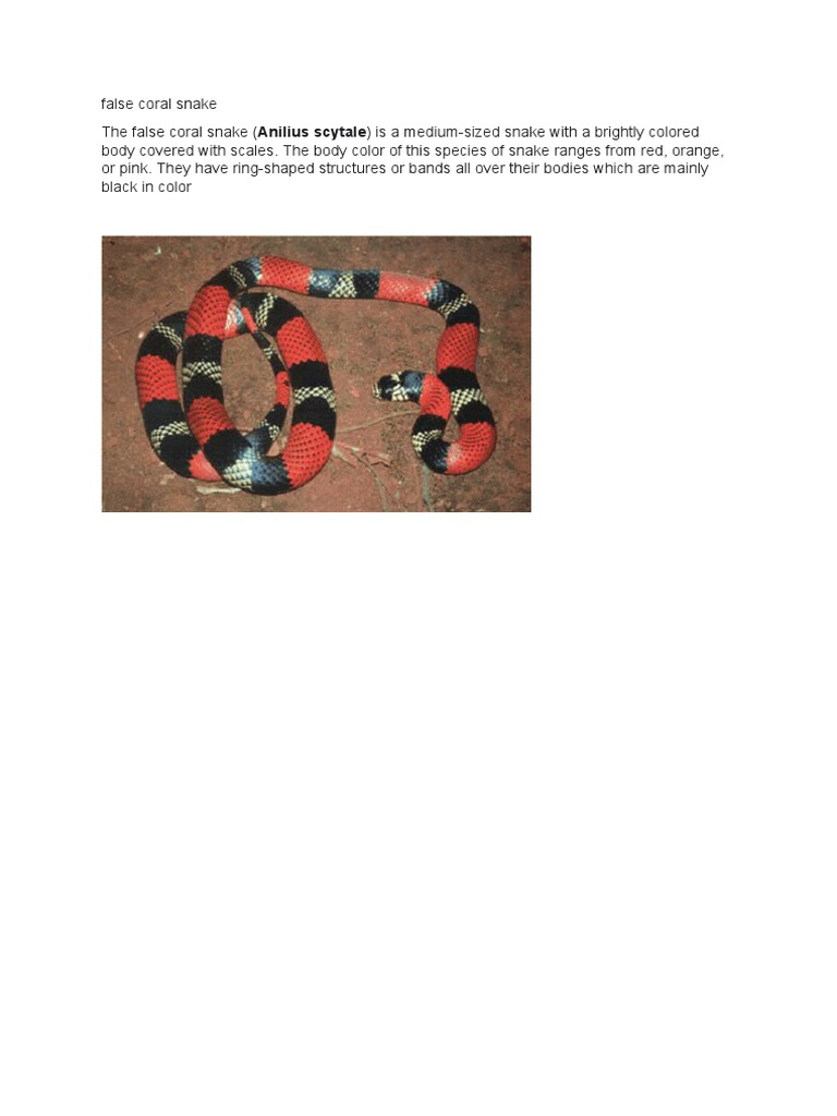 False Coral Snake Overview | PDF | Social Science