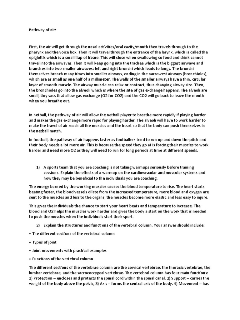 Pathway of Air | PDF | Vertebral Column | Respiratory Tract