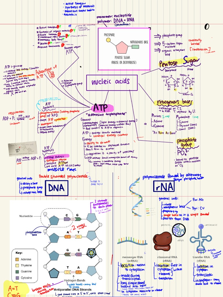 Mind Map | PDF | Rna | Biology