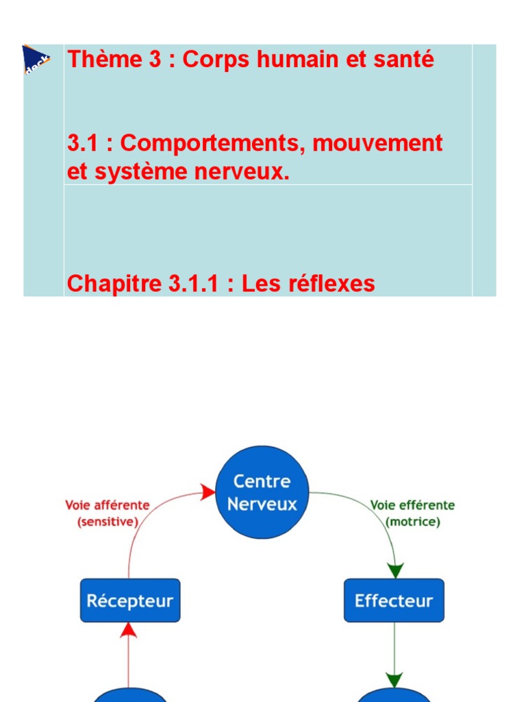 311 Cours Arc Reflexe Et Message Nerveux | PDF | Muscle squelettique | Somesthésie
