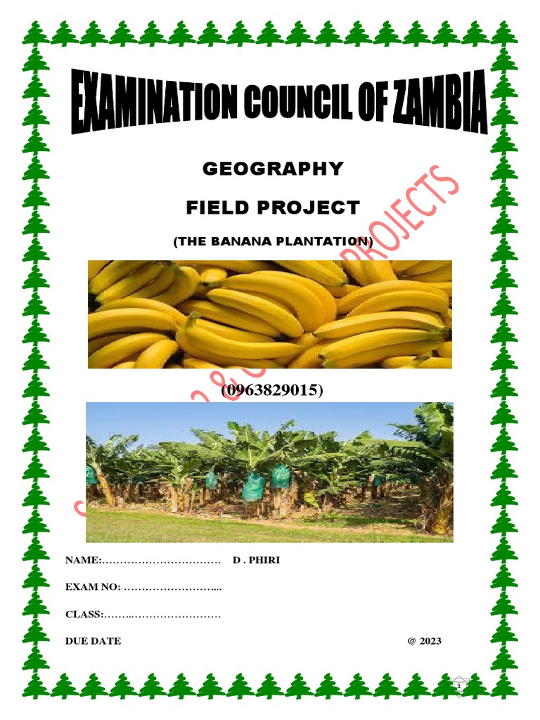 Sample Geo Field Project - Banana Plantation | PDF | Banana | Food Industry