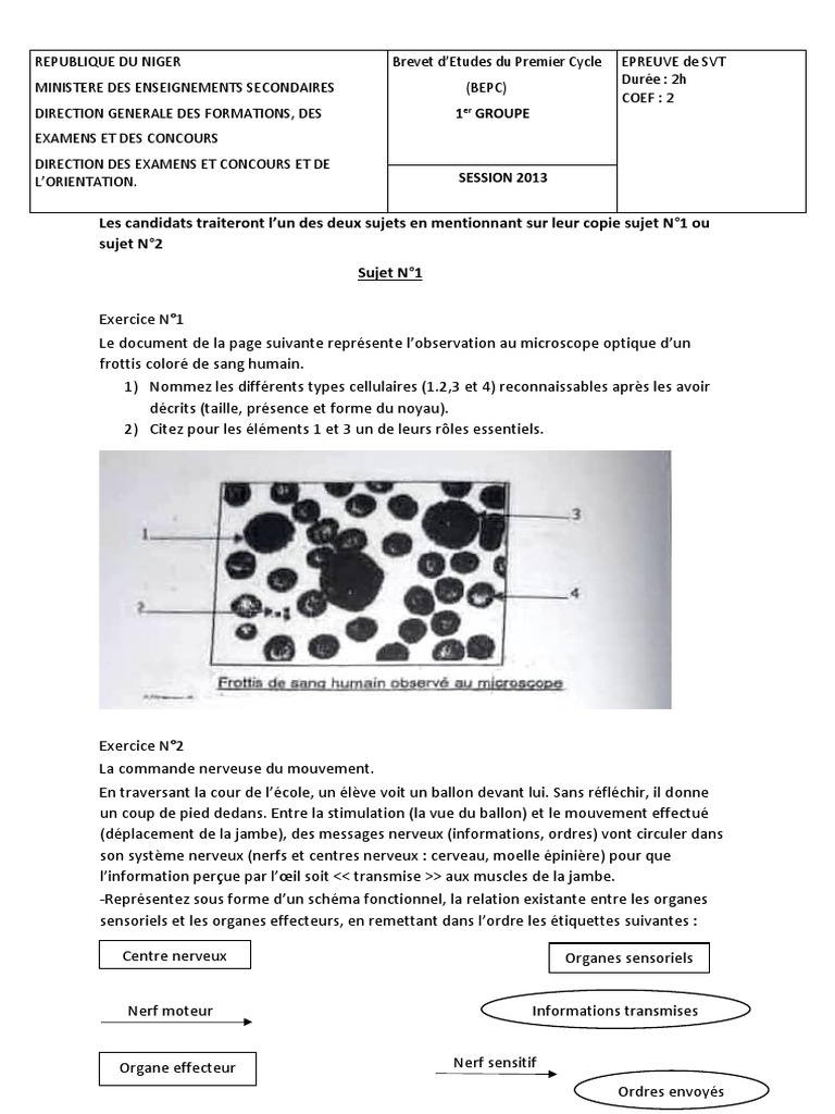 Épreuve de SVT BEPC 2013 Niger | PDF | Nerf | Système nerveux central