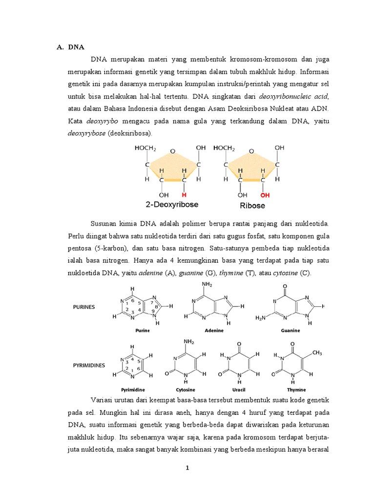 Struktur dan Fungsi DNA dan RNA | PDF