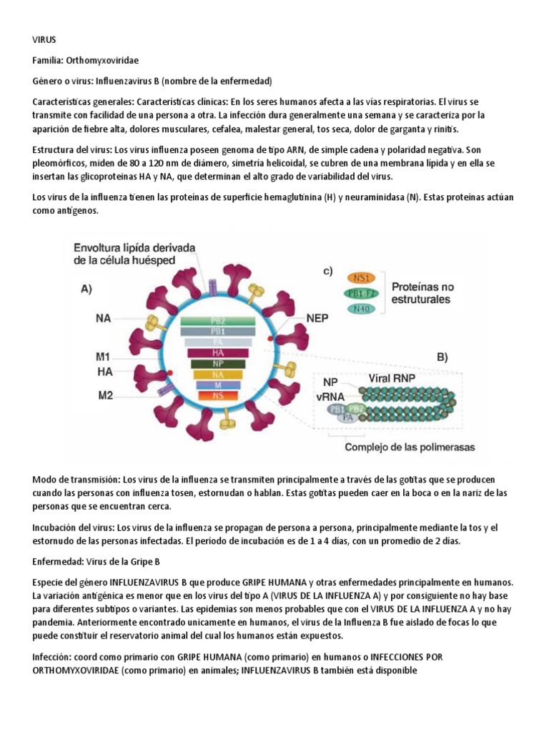 VIRUS Influenza B | PDF | Influenza | Virus de la influenza A