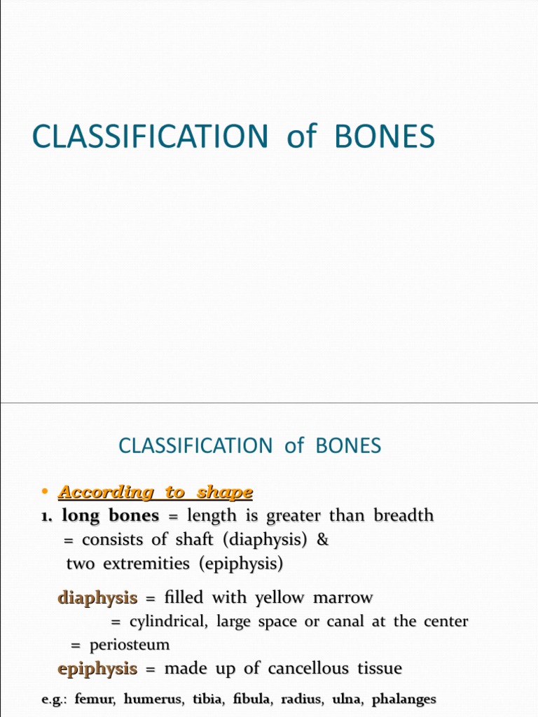 DIT 104 LEC 1 - Classification & Types of Bones | PDF | Bone | Bone Marrow