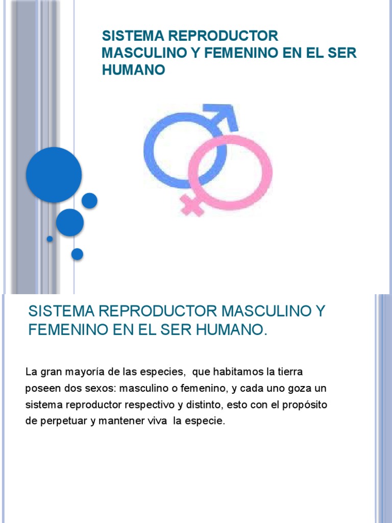 Sistema Reproductor Masculino y Femenino en El Sermm | PDF | Sistema ...