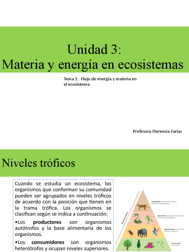 UNIDAD 3 Materia y Energia en Ecosistemas Tema 1 Ok | Descargar gratis PDF | Red alimentaria ...