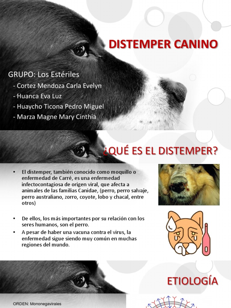 Distemper Canino | PDF | Ciencias de la Salud | Causas de la muerte