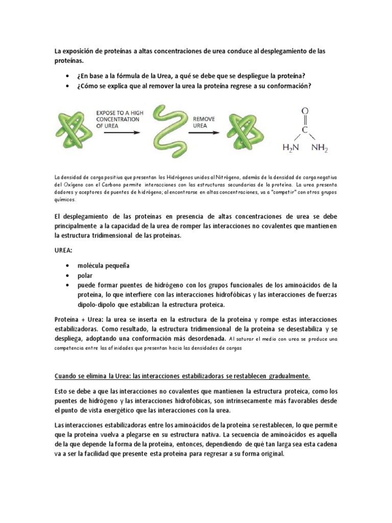 Labo Biocel 1 (Preguntas) | PDF | Dominio de proteínas | Enlace de hidrógeno