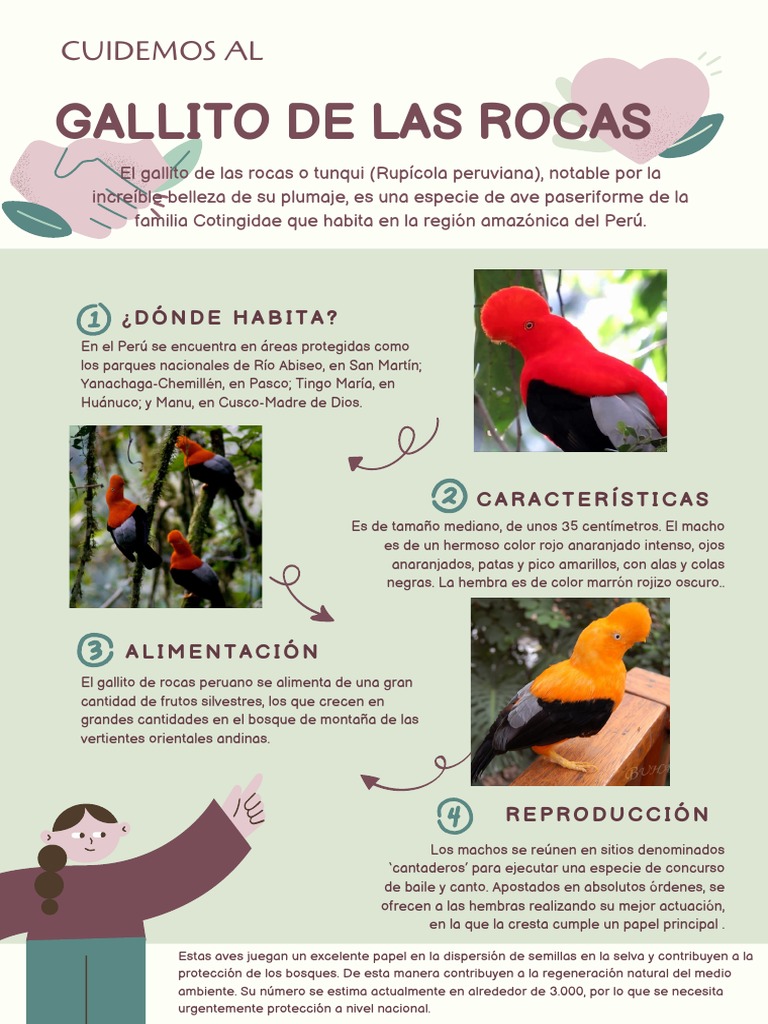 Infografía sobre el gallito de las rocas | PDF