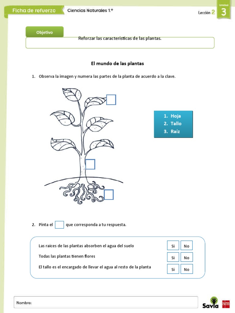Partes y Características de las Plantas | PDF