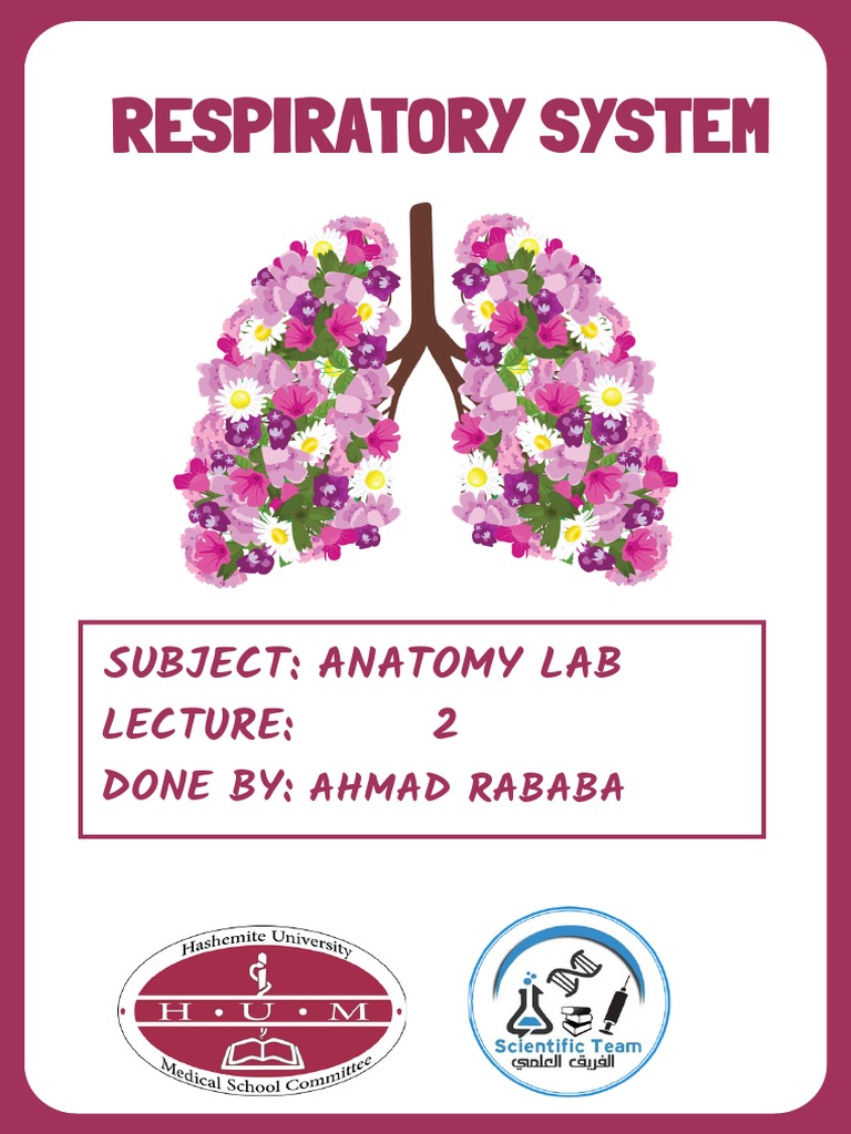 Anatomy Lab 2 | PDF | Lung | Aorta