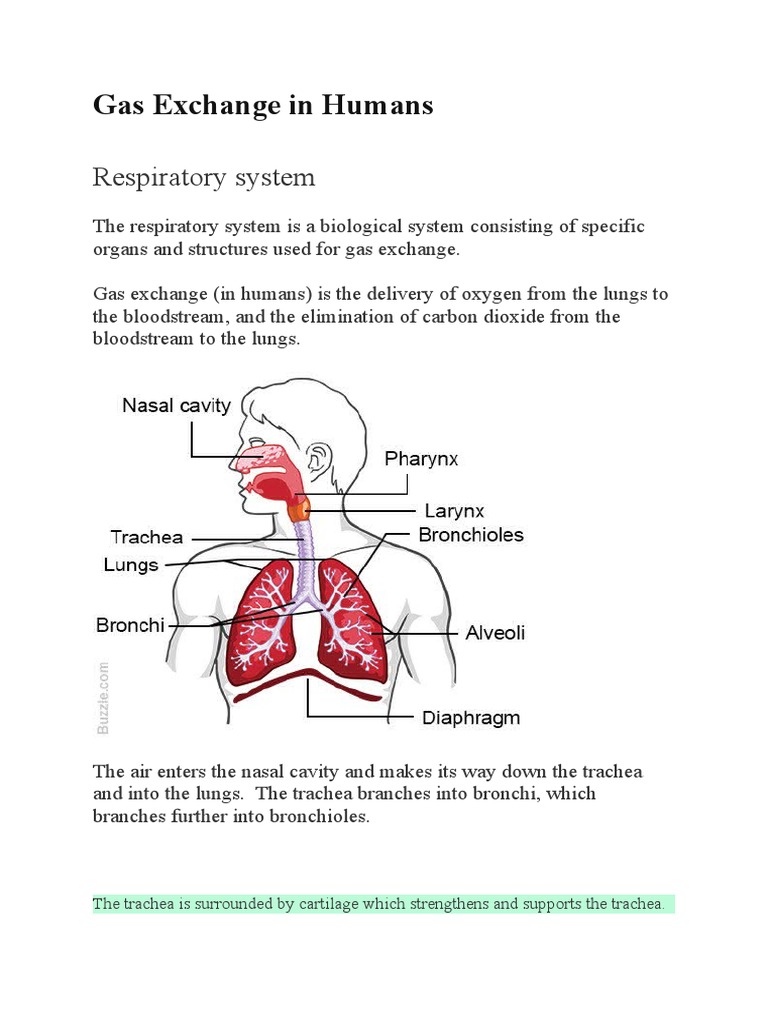 Gas Exchange in Humans | PDF | Respiratory System | Breathing