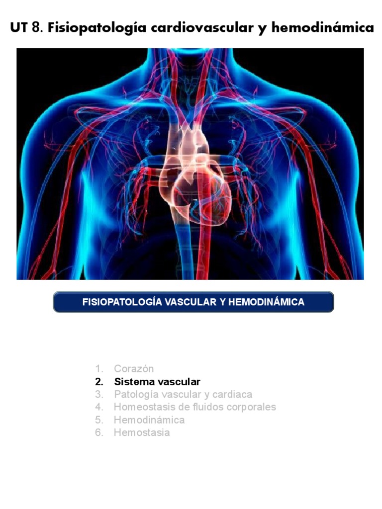 Anatomía Sistema Vascular | PDF | Sistema circulatorio | Artería