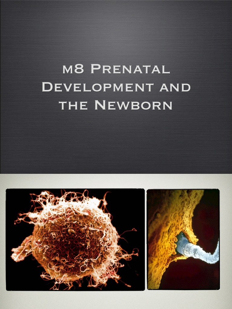 Prenatal to Adulthood Development Stages | PDF | Prenatal Development ...