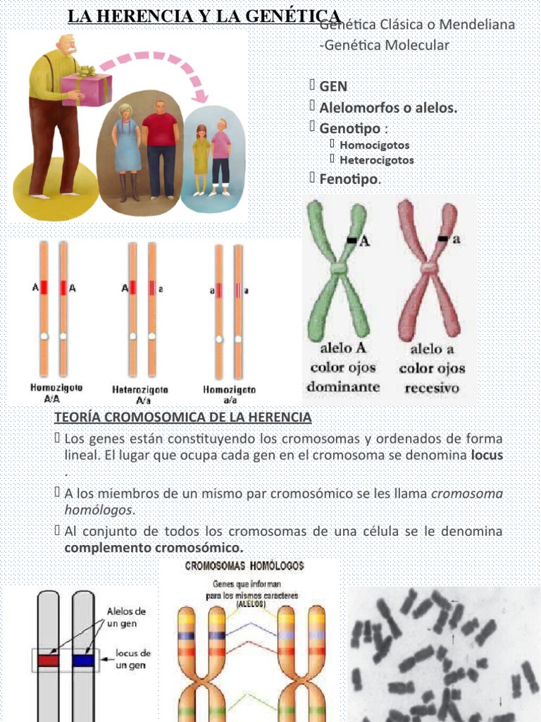 Herencia 21 Power Point | PDF | Dominancia (Genética) | Alelo