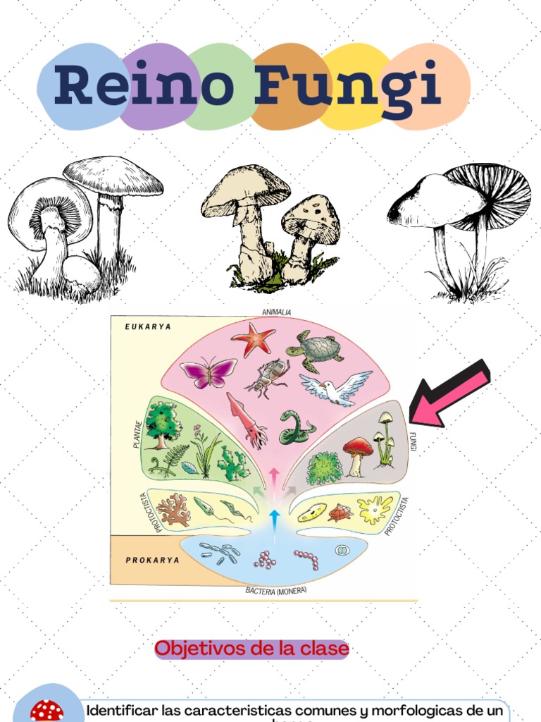 Reino Fungi | PDF | Hongo | Seta